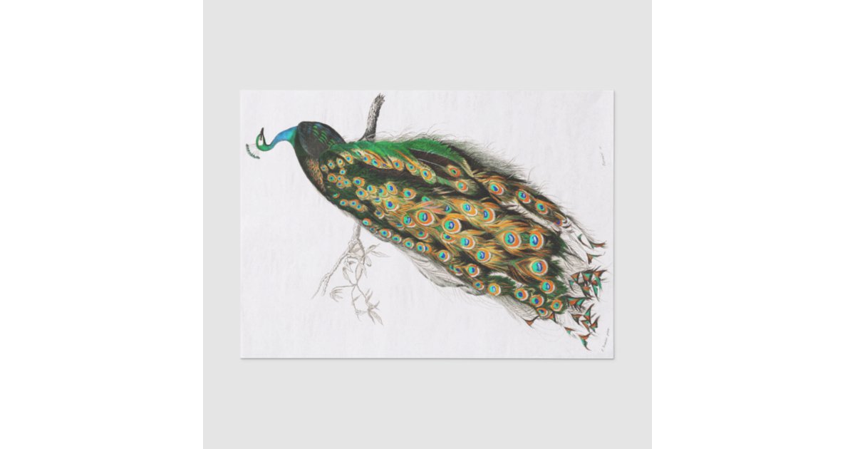 Vintage Peacock Tissue Paper | Zazzle