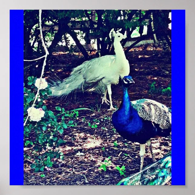 Vintage Peacocks Poster | Zazzle