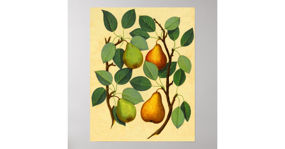 Vintage Pears Poster | Zazzle