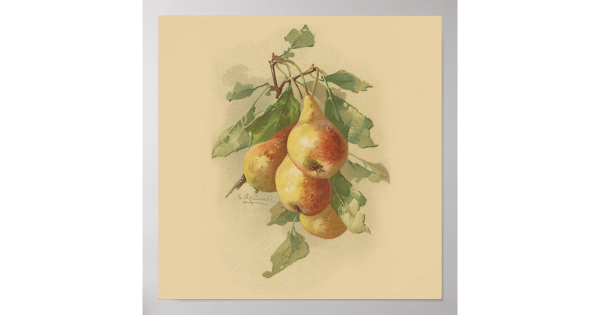 Vintage pears poster | Zazzle