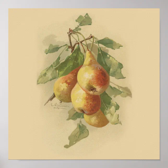 Vintage pears poster | Zazzle