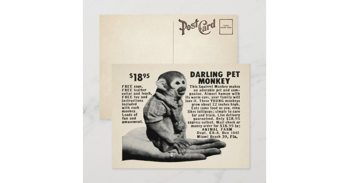 Vintage Pet Monkey Mail Order Postcard | Zazzle