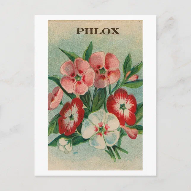 vintage phlox seed packet postcard | Zazzle