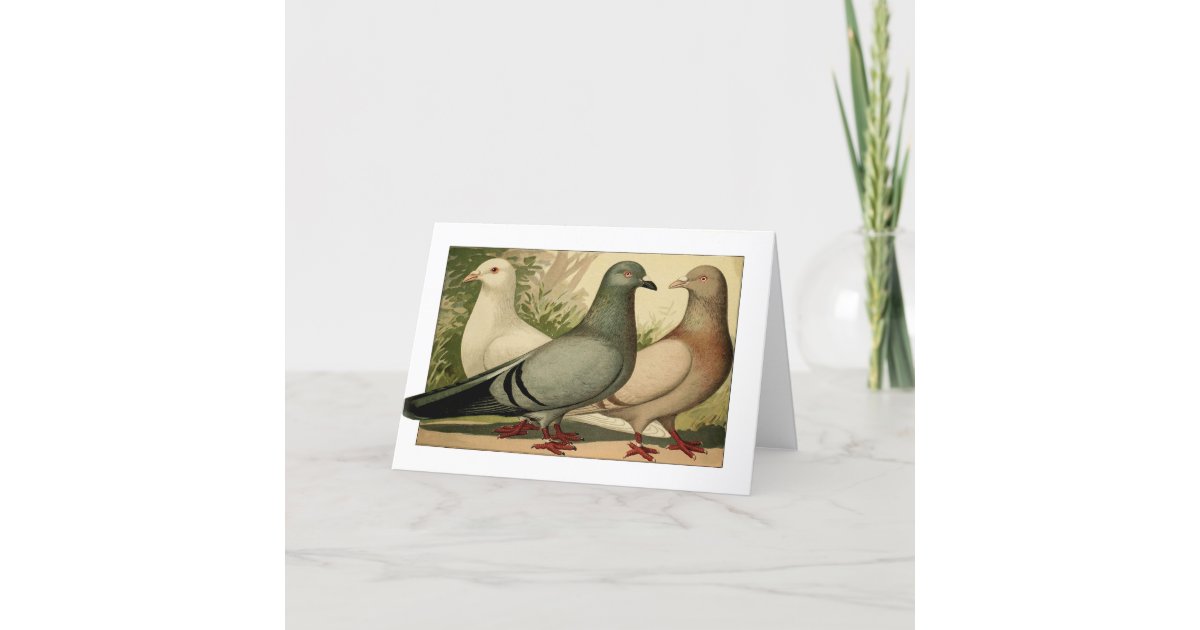 Vintage Pigeons Greeting card | Zazzle