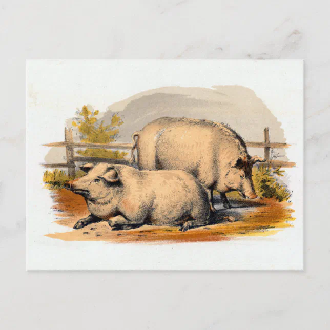 Vintage Pigs Illustration Postcard | Zazzle