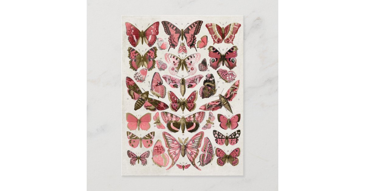 Vintage Pink Butterflies Postcard | Zazzle