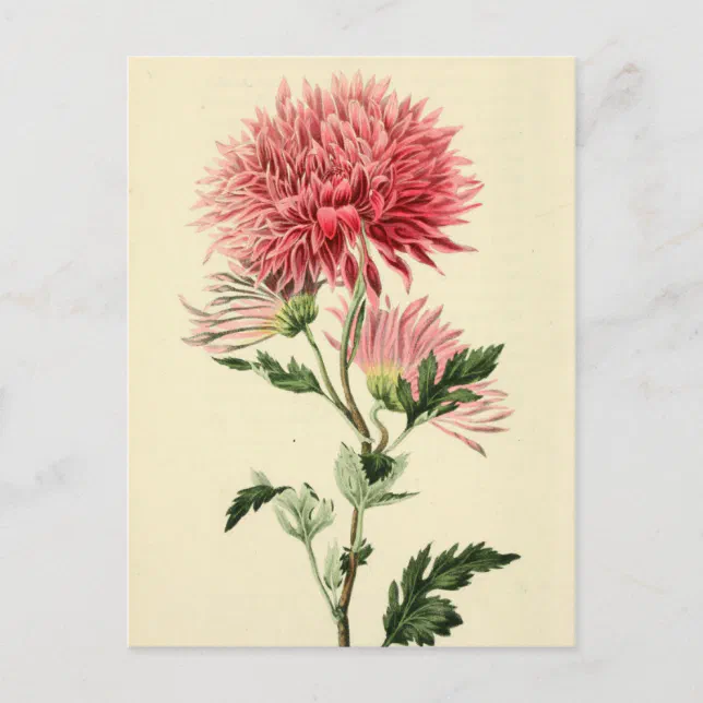 Vintage Pink Chrysanthemum Flower Postcard | Zazzle