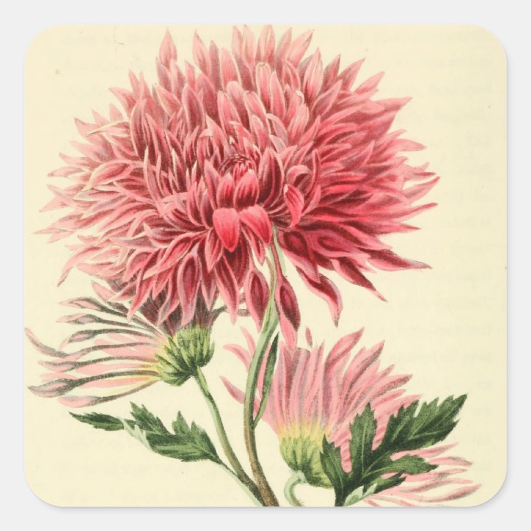 Vintage Pink Chrysanthemum Flower Square Sticker | Zazzle