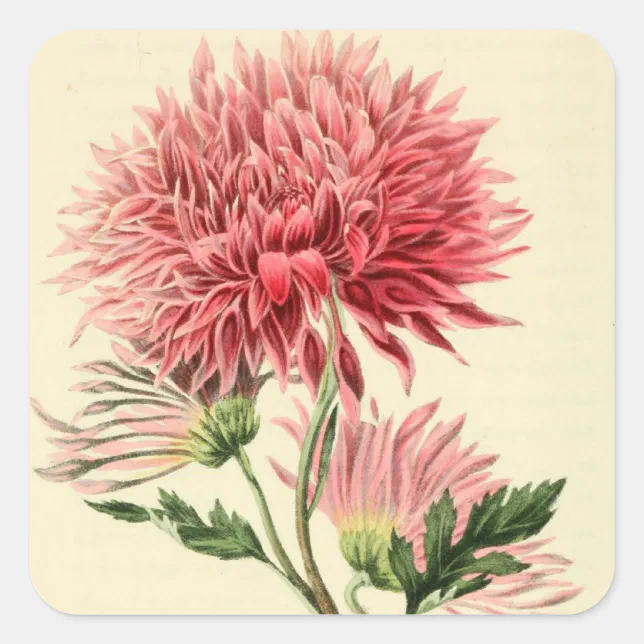 Vintage Pink Chrysanthemum Flower Square Sticker | Zazzle