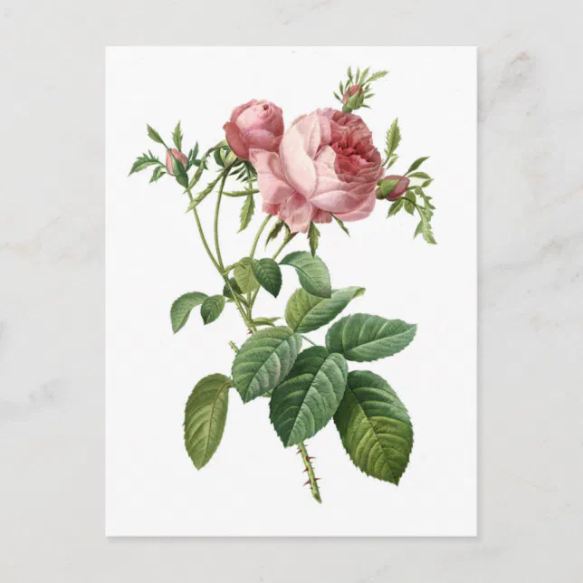 Vintage pink rose botanical illustration, Redoute Postcard | Zazzle