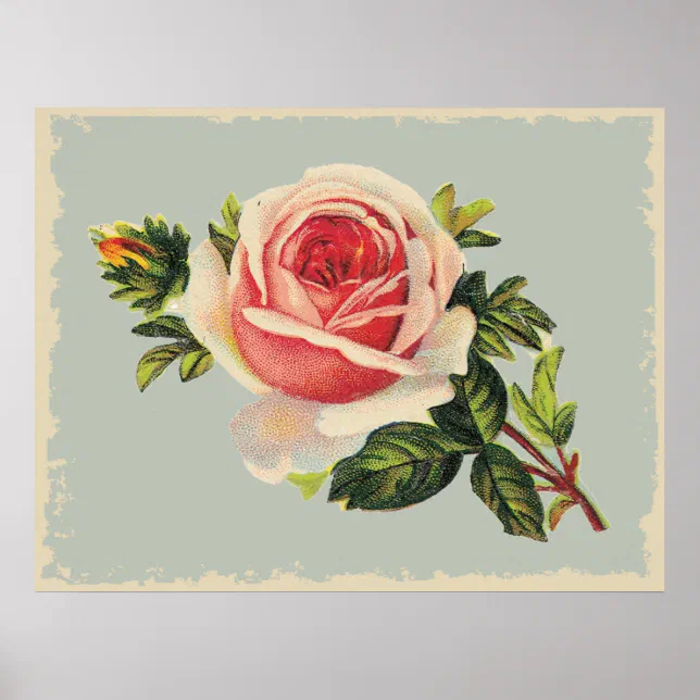 Vintage Pink Rose Poster | Zazzle