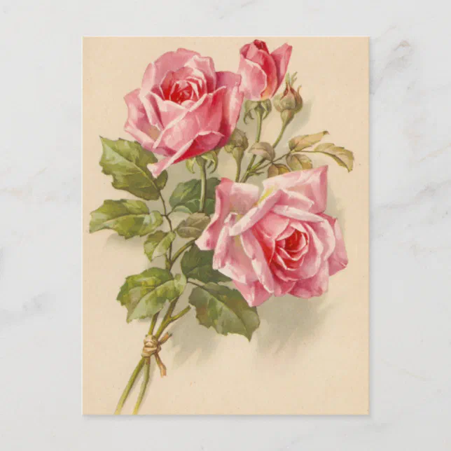 Vintage Pink Roses Postcard | Zazzle