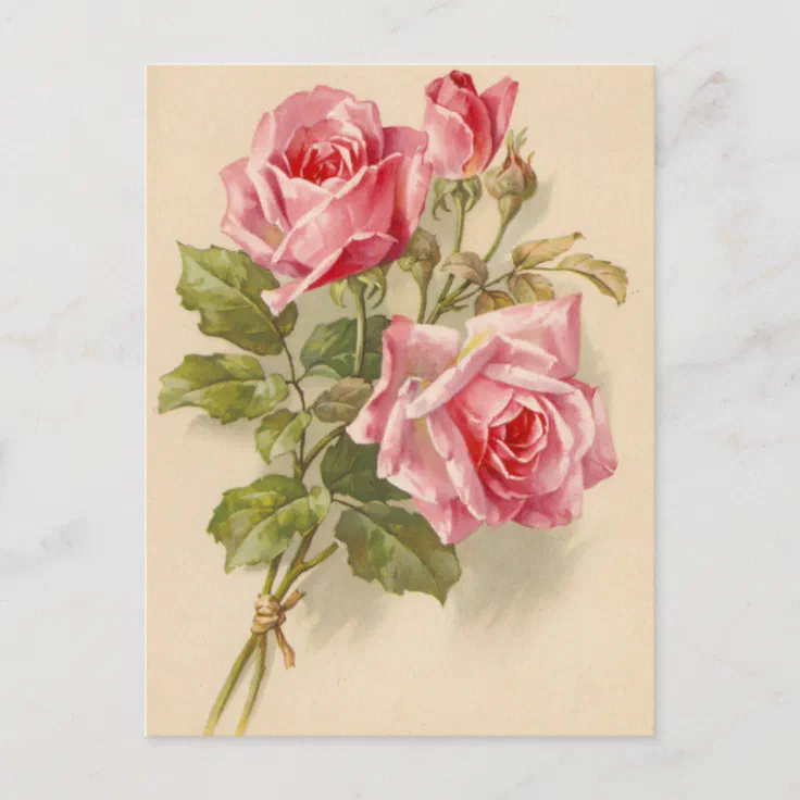 Vintage Pink Roses Postcard | Zazzle