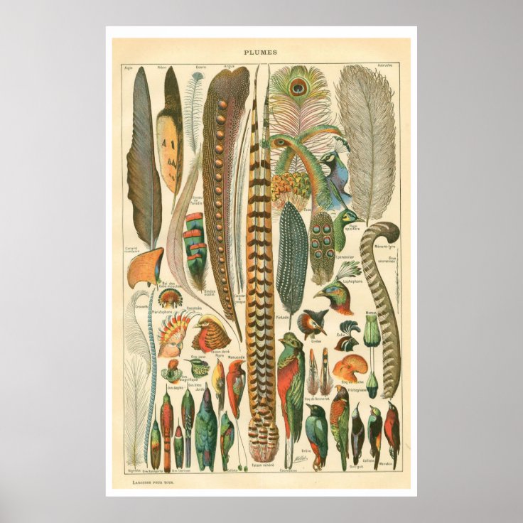 Vintage Plumes Poster | Zazzle