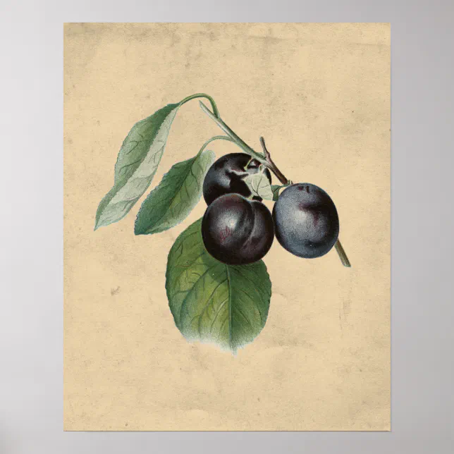 Vintage Plums Illustration Poster | Zazzle