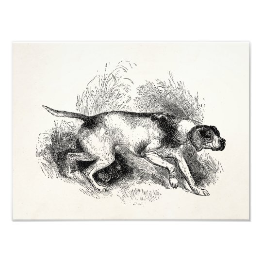 Vintage Pointer Hunting Dog 1800s Pointers Dogs Photo Print | Zazzle.com