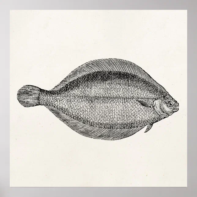 Vintage Pole Flounder Fish Personalized Template Poster | Zazzle