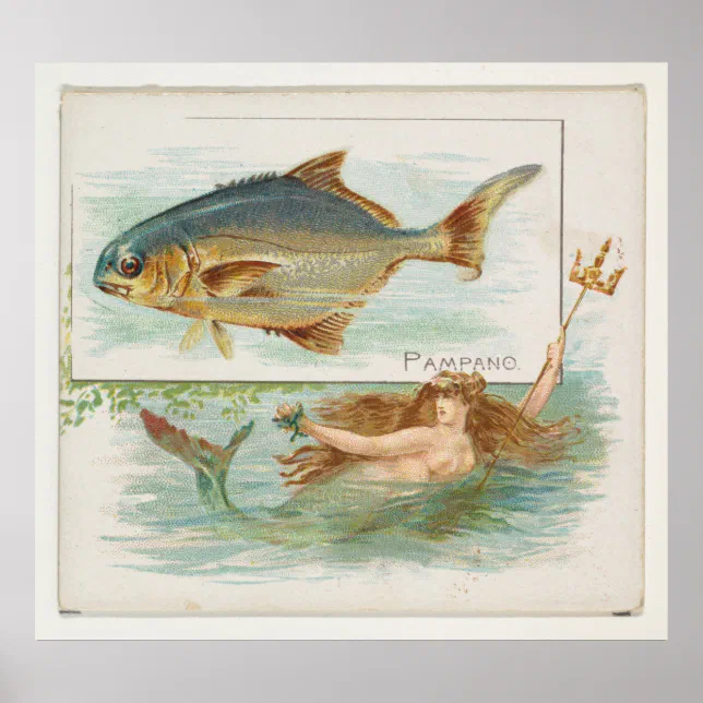 Vintage Pompano Fish Illustration Poster | Zazzle