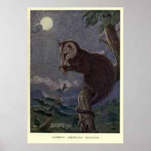 Possum Posters & Prints | Zazzle