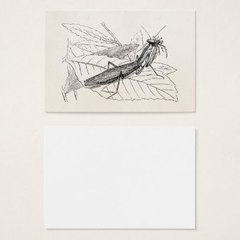 Vintage Praying Mantis Insect Template | Zazzle