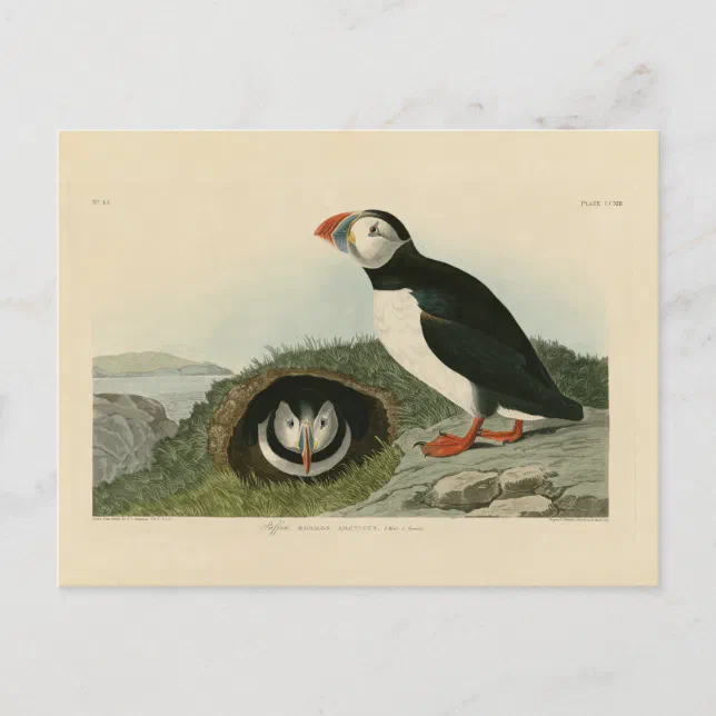 Vintage Puffin Illustration Postcard | Zazzle