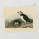 Vintage Puffin Illustration Postcard | Zazzle