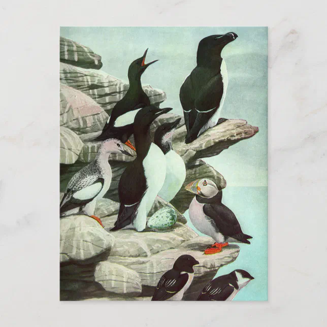 Vintage Puffins and Aquatic Birds by Louis Fuertes Postcard | Zazzle