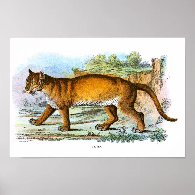 Vintage Puma Animal Illustration Poster | Zazzle