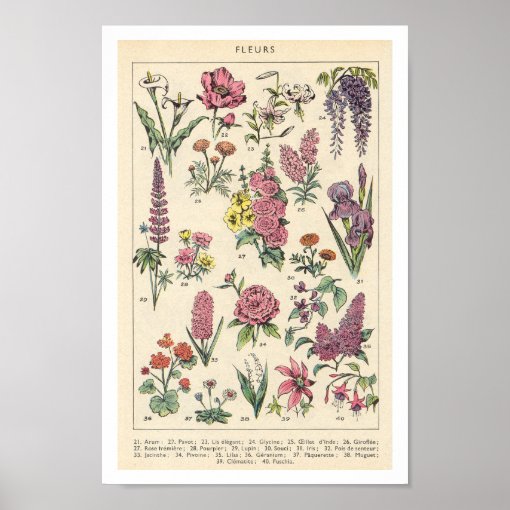 Vintage Purple Flowers Poster | Zazzle