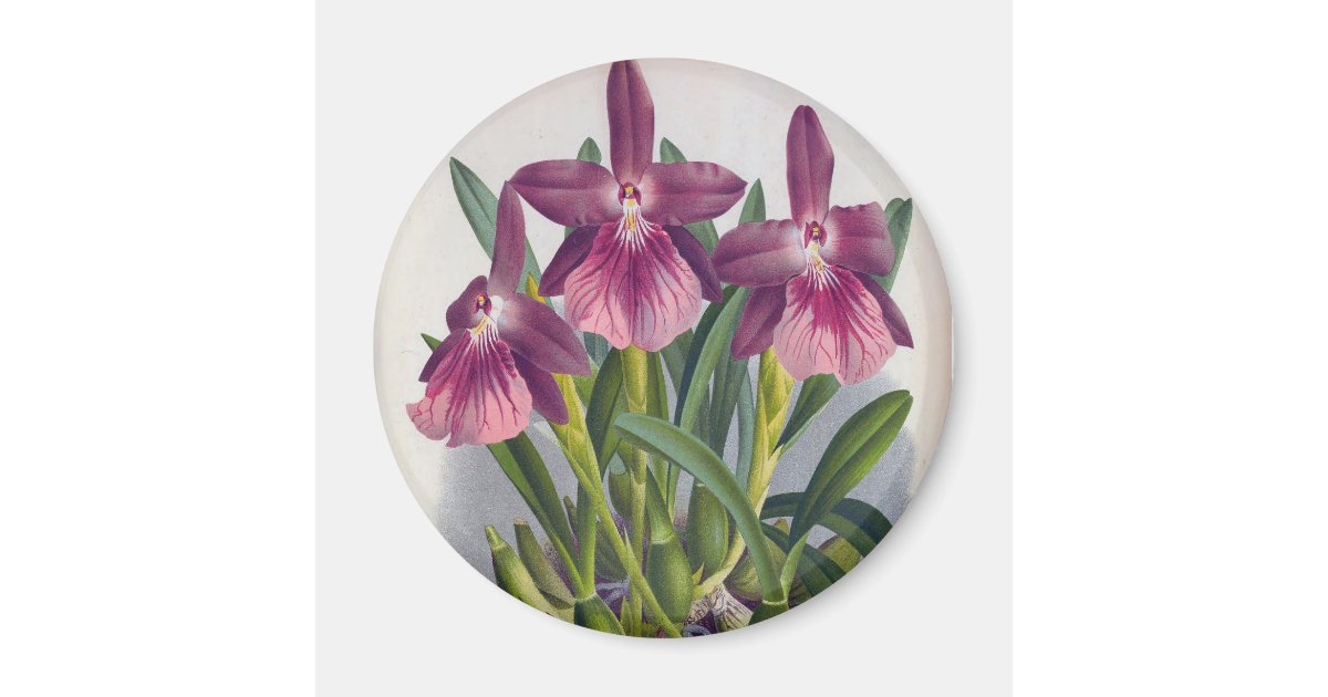 Vintage Purple Lady Orchids Miltonia Spectabilis Magnet | Zazzle