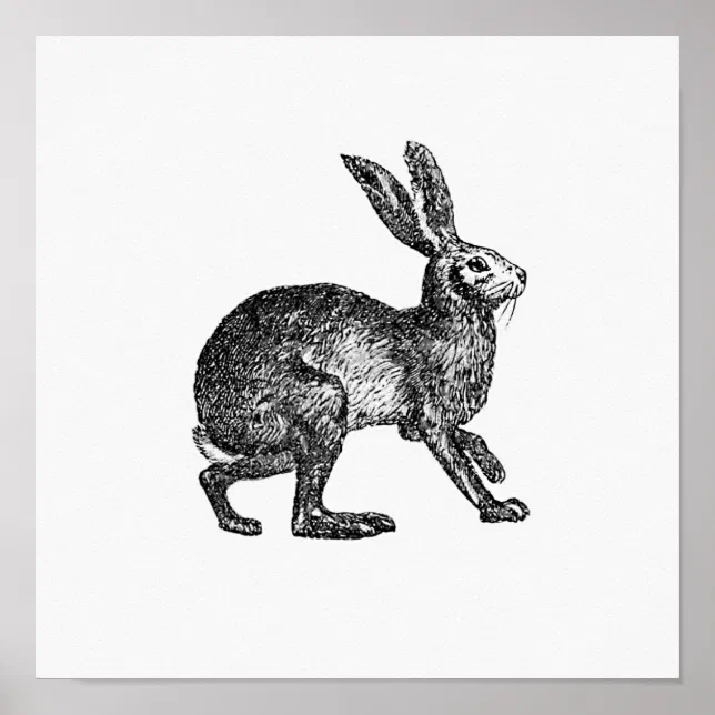 Vintage Rabbit Illustration Poster | Zazzle