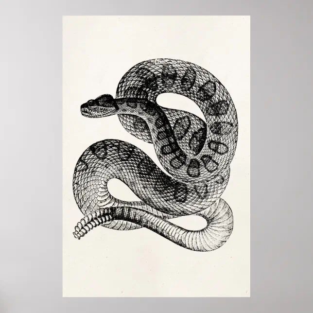 Vintage Rattlesnake Reptile Snake Template Poster | Zazzle