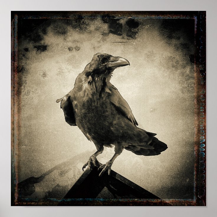 Vintage Raven Photo Poster | Zazzle