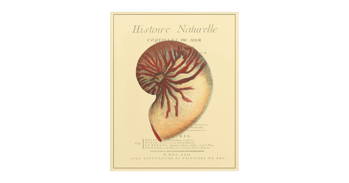 Vintage Red Conch Shell Acrylic Print | Zazzle