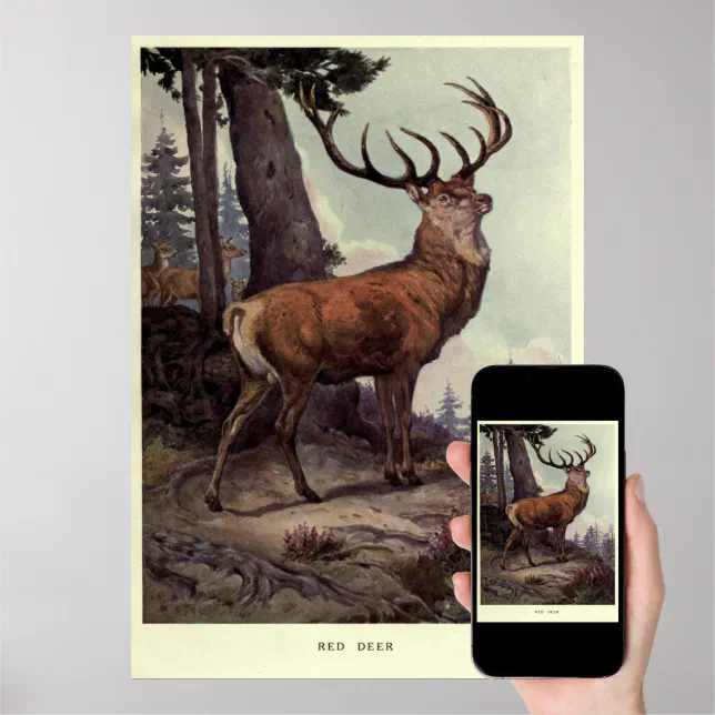 Vintage Red Deer Painting (1909) Poster | Zazzle
