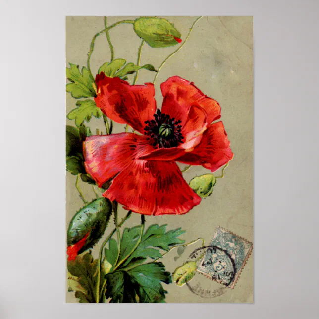 Vintage Red Poppy - Print | Zazzle