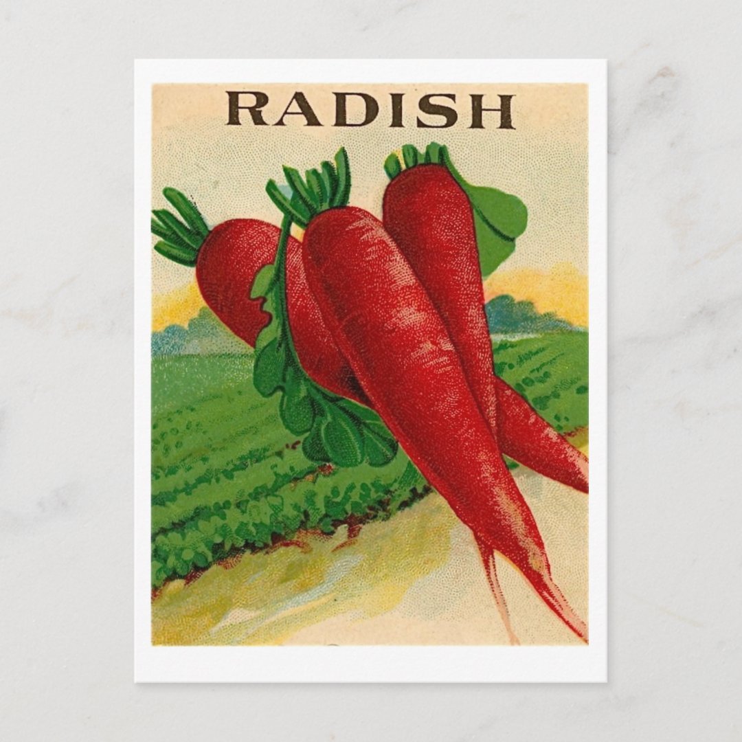 vintage red radish seed packet postcard | Zazzle