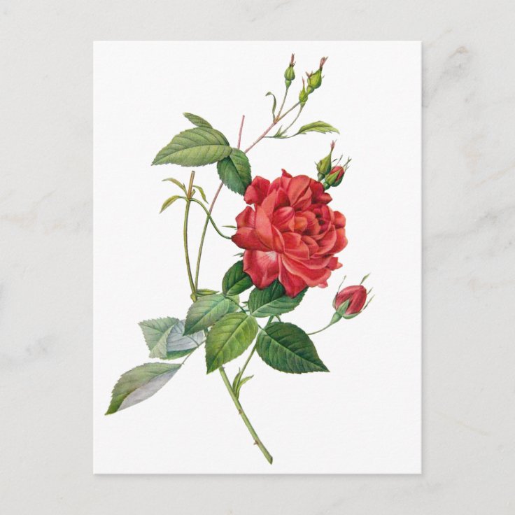 Vintage red rose floral postcard | Zazzle