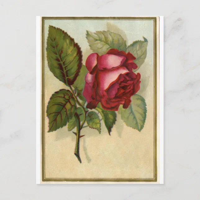 Vintage Red Rose Postcard | Zazzle