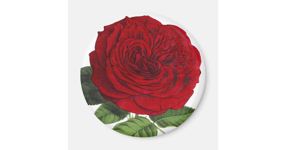 Vintage Red Rose Roses Magnet | Zazzle
