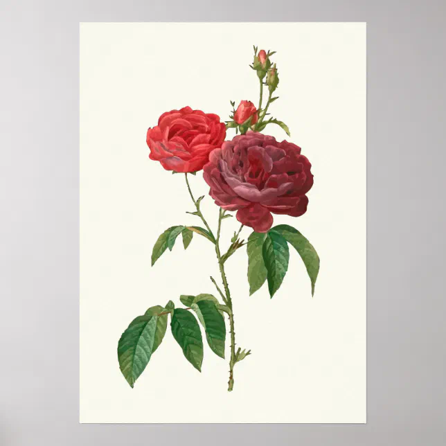 Vintage Red Roses Botanical Print | Zazzle
