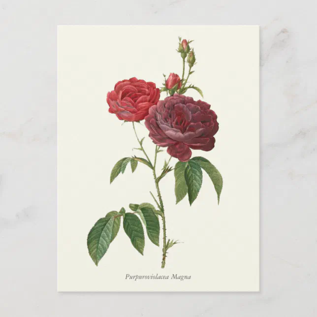 Vintage Red Roses Botanical Print Postcard | Zazzle