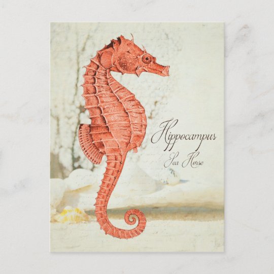 Vintage Red Sea Horse Postcard | Zazzle.com
