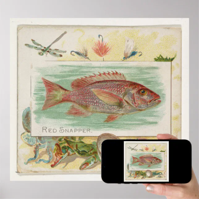 Vintage Red Snapper Fish Illustration (1889) Poster | Zazzle