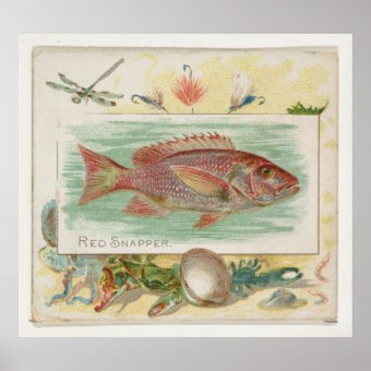 Vintage Red Snapper Fish Illustration (1889) Poster | Zazzle