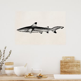 Vintage Reef Shark Illustration - Black Tipped Poster | Zazzle