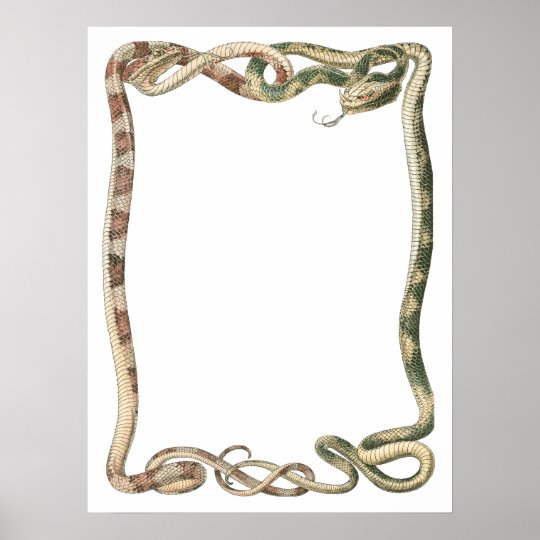 Vintage Reptiles, Entwined Snakes or Vipers Border Poster | Zazzle.com