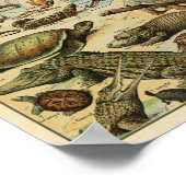 Vintage Reptiles Illustration Poster | Zazzle
