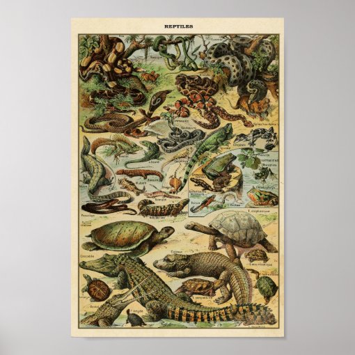 Vintage Reptiles Illustration Poster | Zazzle