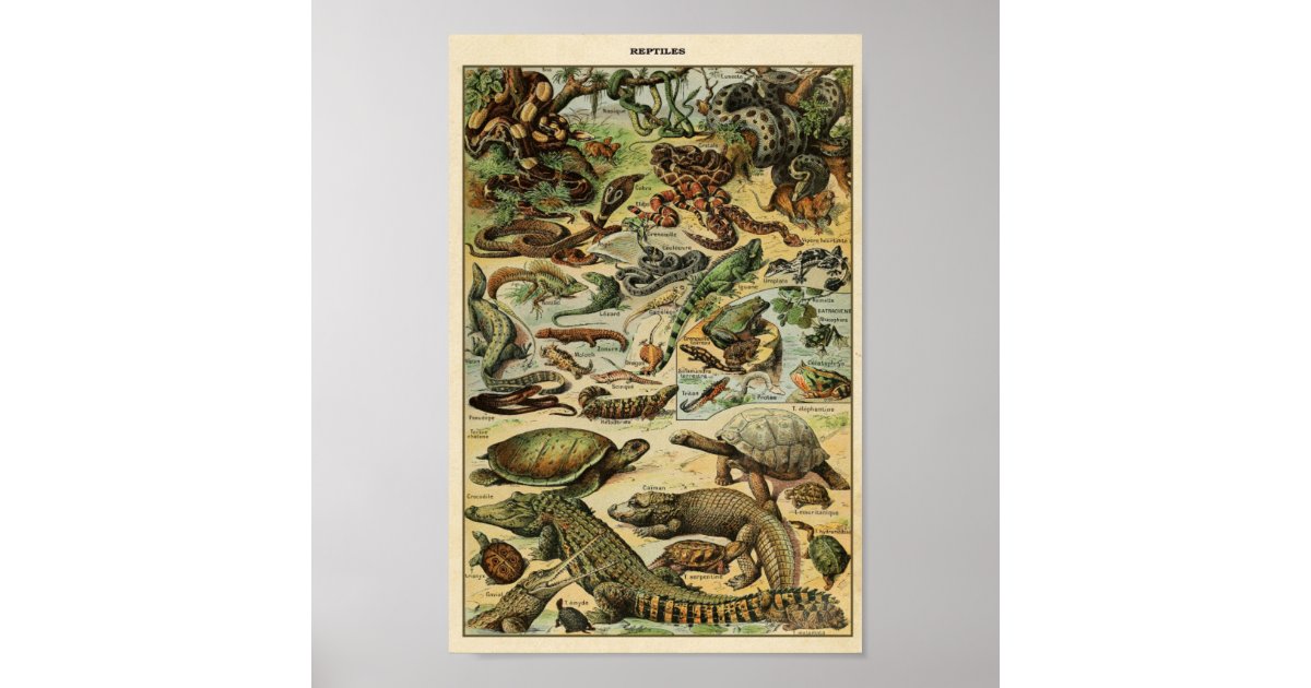 Vintage Reptiles Illustration Poster | Zazzle